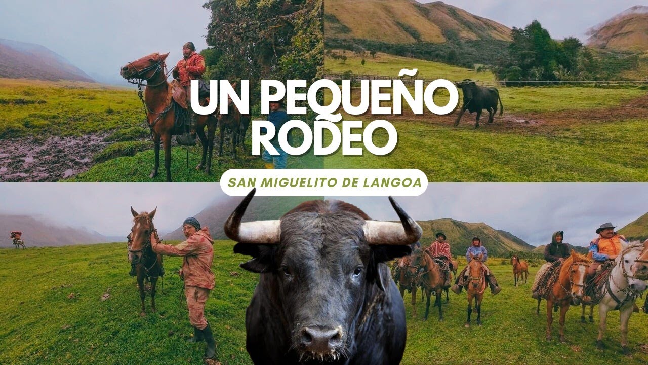 UN PEQUEÑO RODEO EN SAN MIGUELITO DE LANGOA / ASÍ ES EL TRABAJO DEL ...
