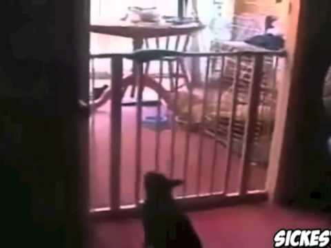 Cat Chat: Series 'Finale'! - YouTube