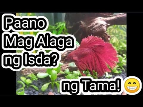 Paano ba Mag Alaga ng Isda sa Aquarium? - YouTube