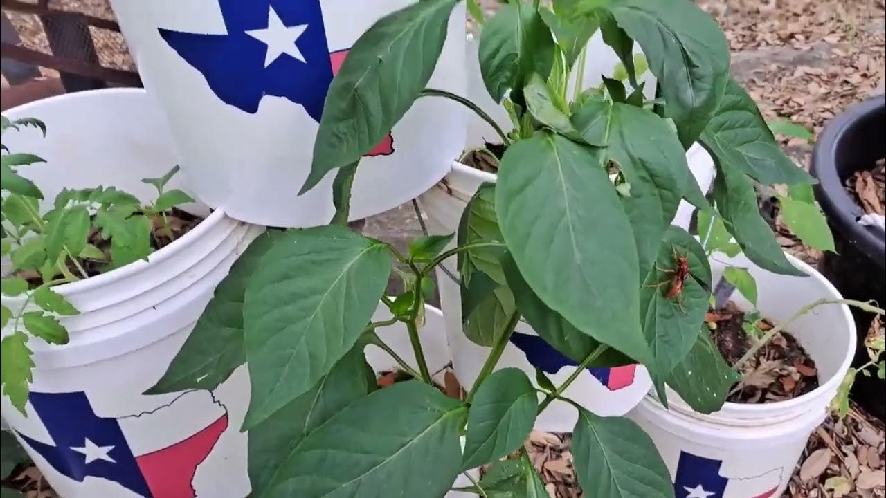 Let's See What We Can Find In The Garden - YouTube