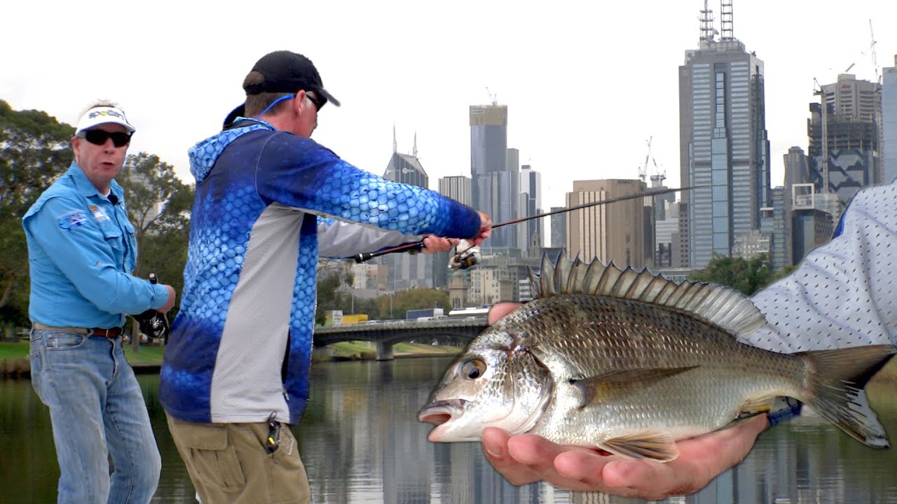 Bream Fishing in the Heart of Melbourne CBD - YouTube
