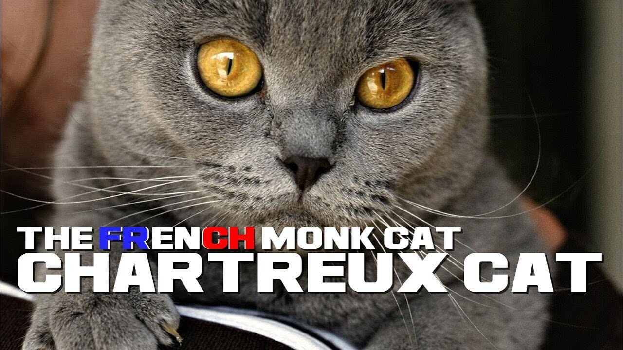 10 Chartreux Cat Facts - The French Monk Cat - Animal a Day - YouTube