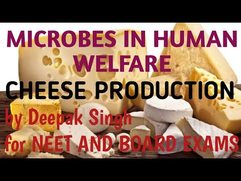 Cheese production (Use of microbes in household products ) - YouTube