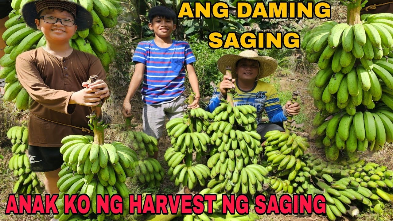 Dagsa Ang Saging Nag harvest ng saging ang Dalwa kong ank...May bubuyog ...