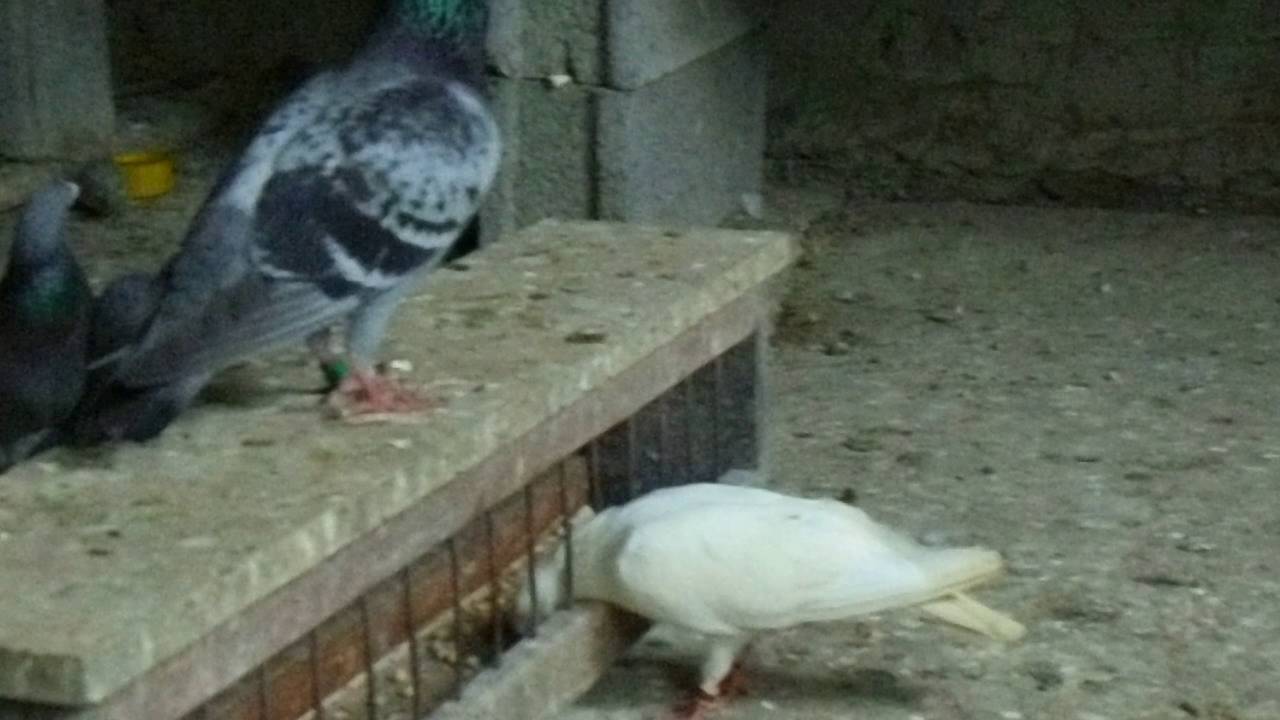 short beak tippler pigeon old type and racing pigeons in company with ...
