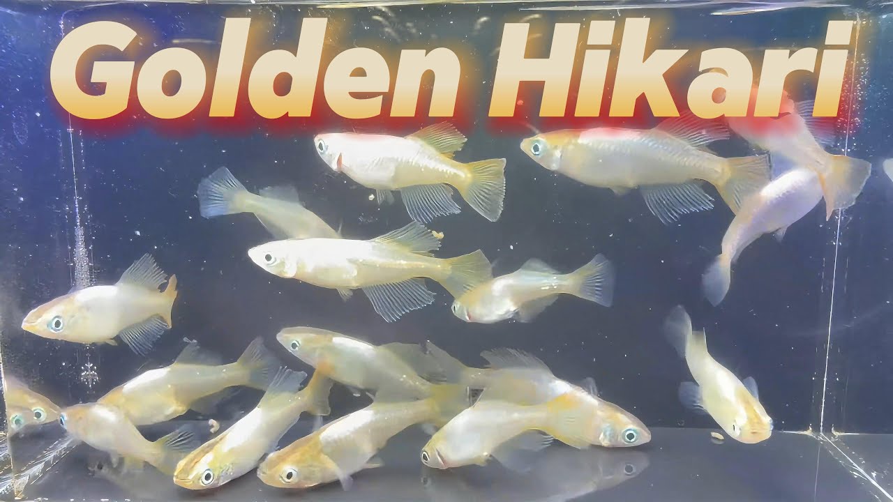 Golden Hikari Medaka - YouTube