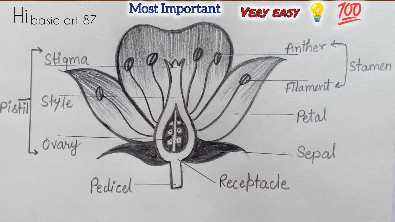 How to draw longitudinal section of flower step by step / how to draw ...