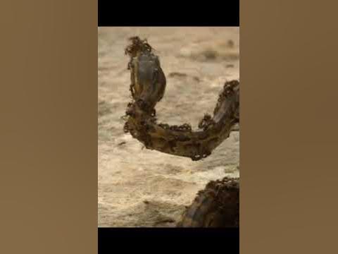Soldier ants vs python - YouTube