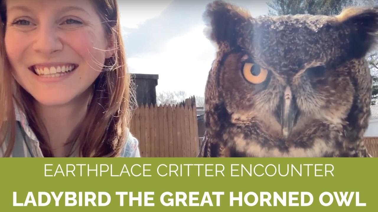 Ladybird, the Great Horned Owl - YouTube