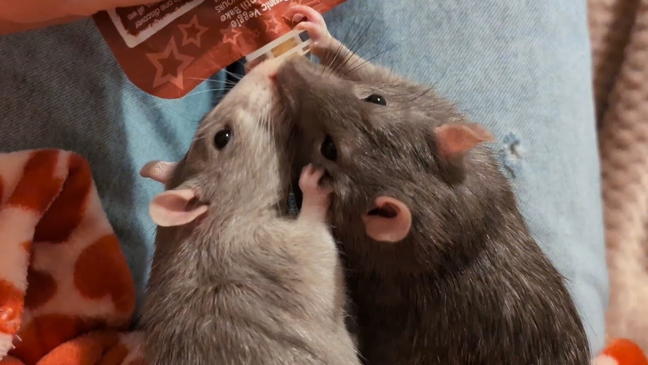 rats squeak and slap fight over food - YouTube