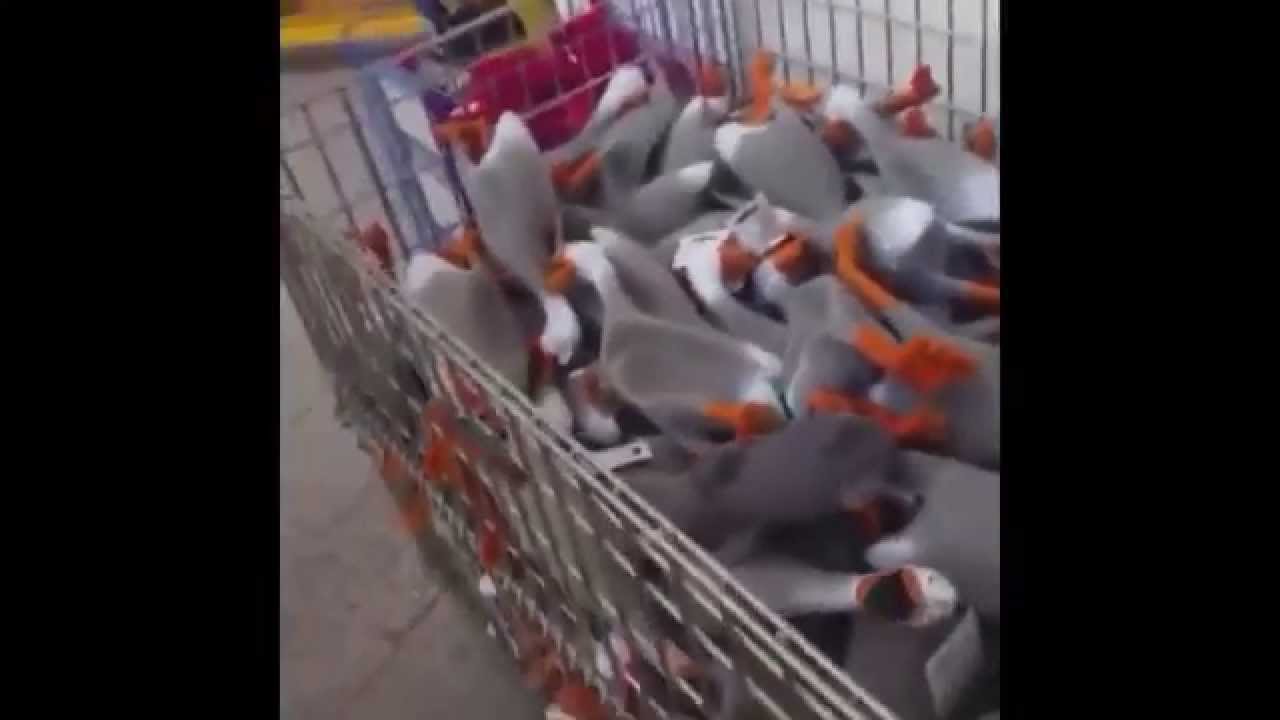 mlg birds cuz i was bored 3 :) - YouTube