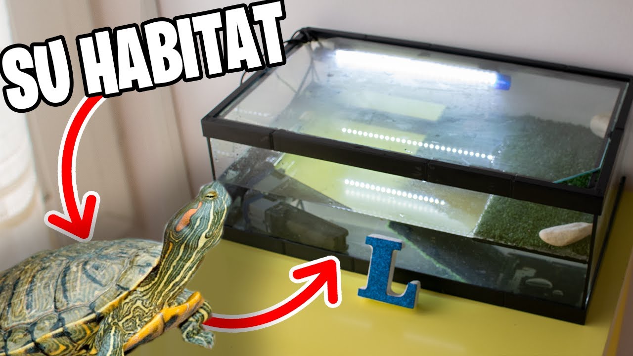 HABITAT NECESARIO PARA UNA TORTUGA SEMIACUATICA - YouTube