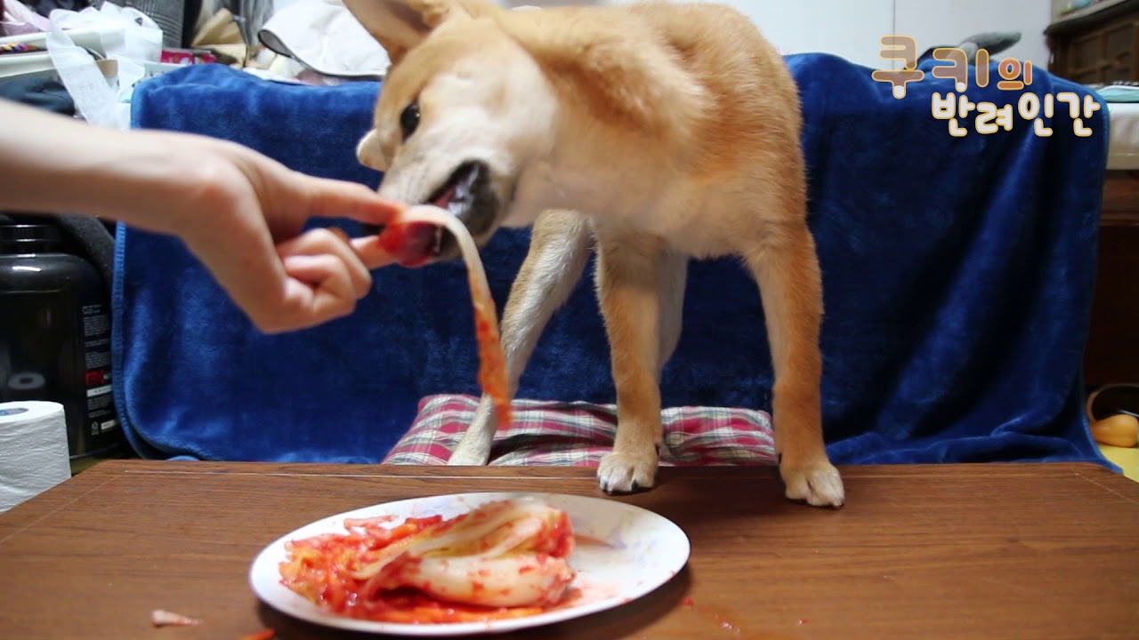 [Mukbang/ASMR] 시바견 쿠키의 강아지 보쌈 먹방 / Dog eating Kimchi&Bossam - YouTube