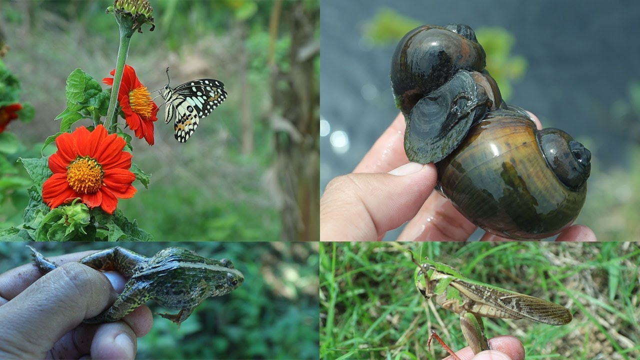 Catch various insect snail frog grasshopper ladybug praying mantis ...