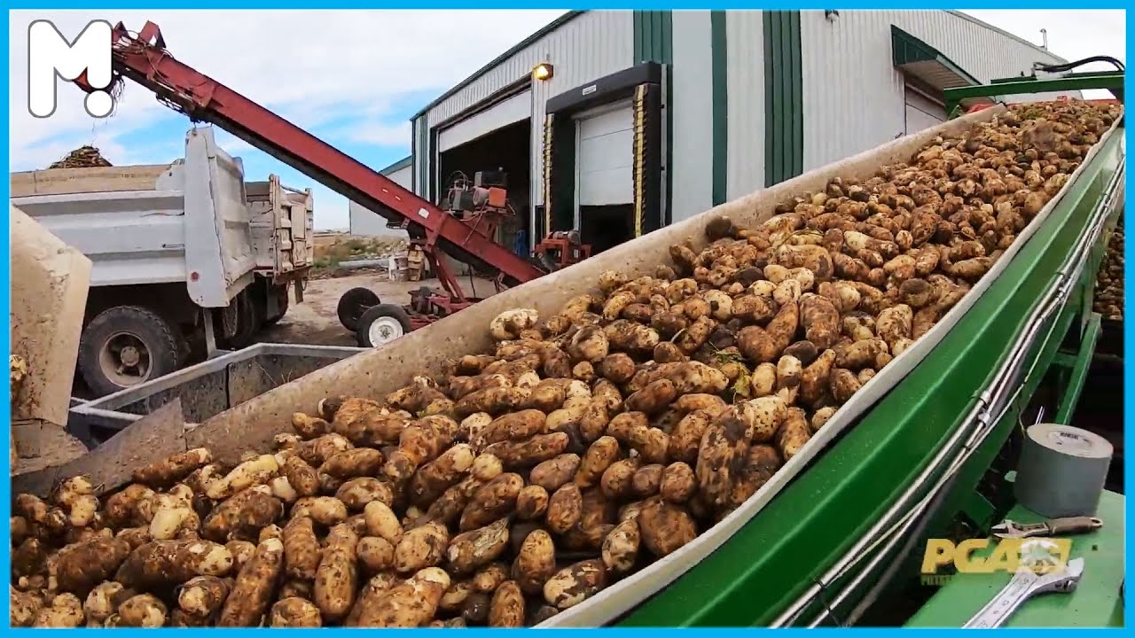 How To Grow Potatoes - Potato Farming & Harvesting - Potato Chips ...