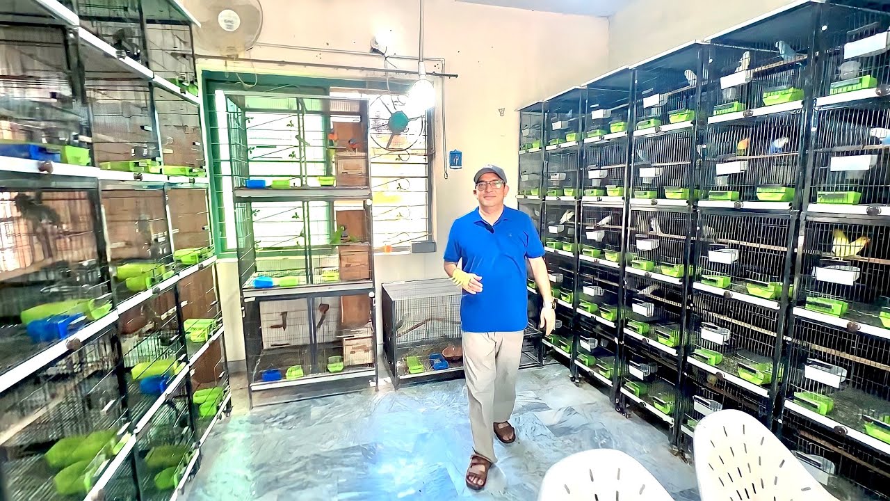 Visit Rana Jibran Birds Breeding Setup|| LoveBirds, Raw/Pahari, Grey Parrot|| Birds Business ...