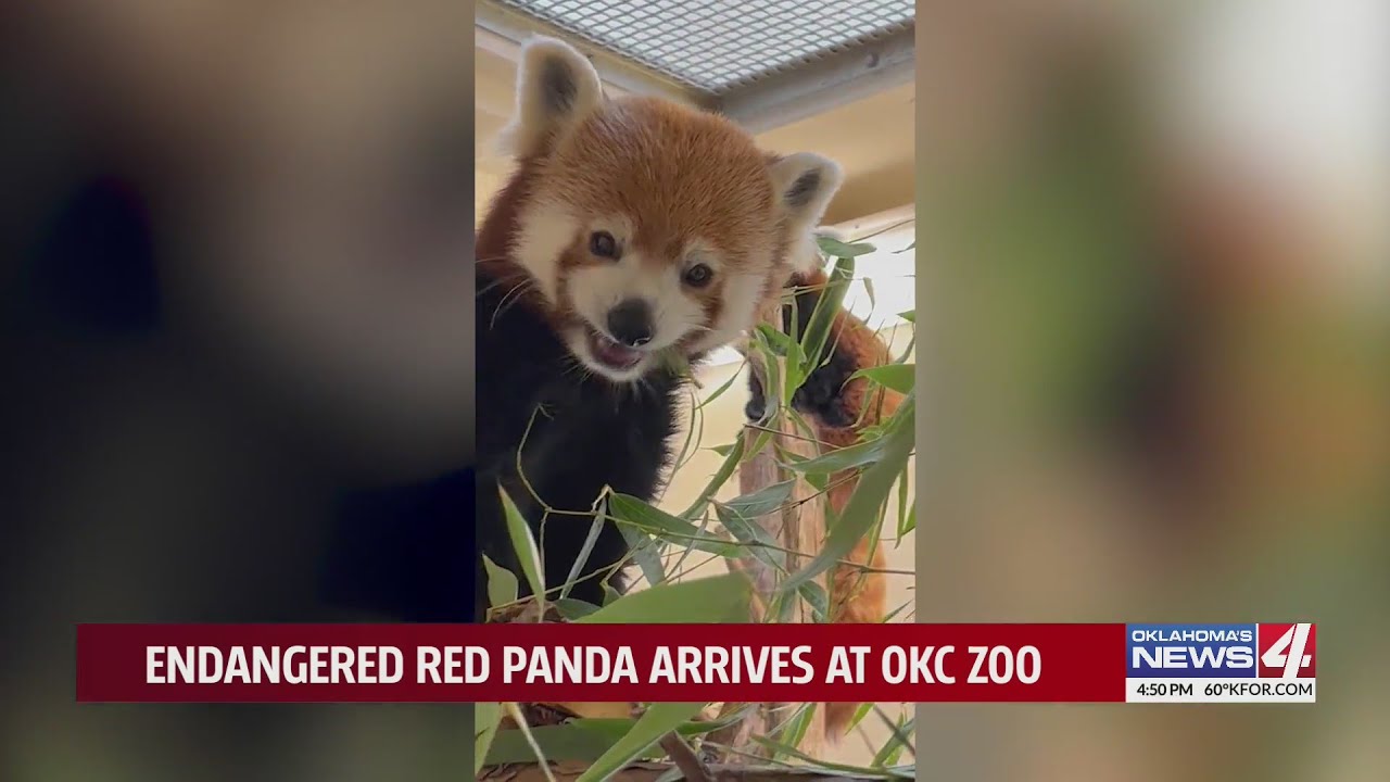 Endangered red panda joins the Oklahoma City Zoo family through ...