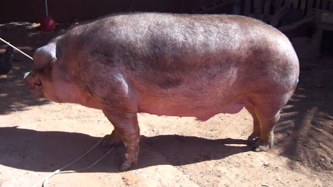 Porcos do Barba Genética 2016 ( Araçoiaba da Serra ) - YouTube
