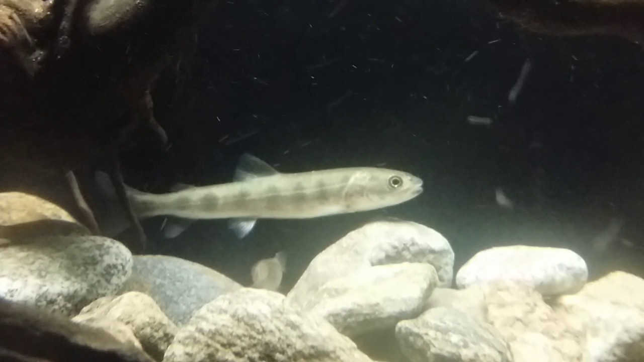 Baby taimen in aquarium - YouTube
