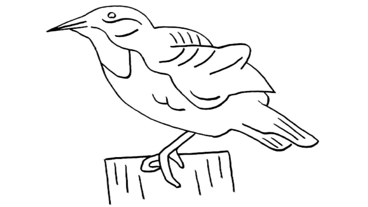 How to Draw a Western Meadowlark - Easy Step by Step Tutorial - YouTube