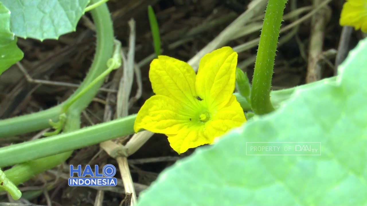 Timun Suri, Ladang Emas - YouTube