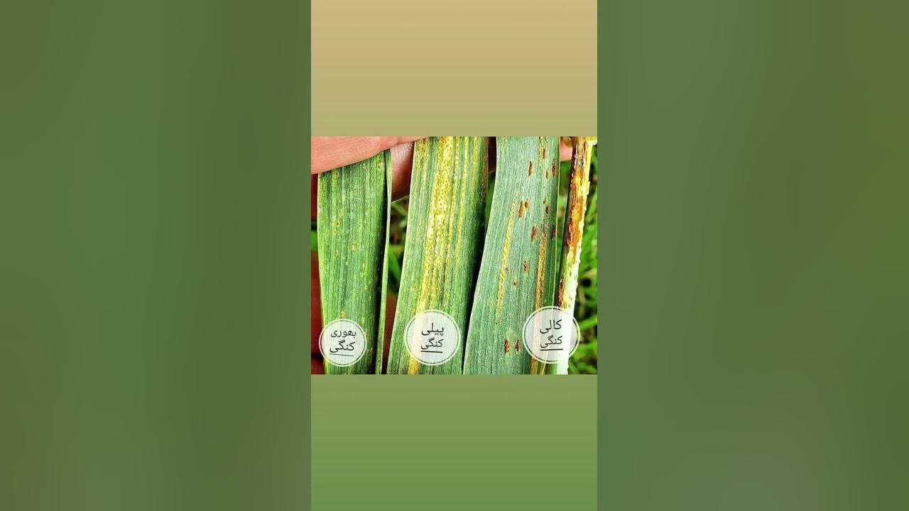 Identification Of Wheat Rust Urdu YouTube identification-of-wheat-rust-urdu-youtube