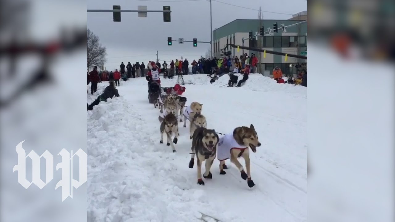 Iditarod kicks off with ceremonial start - YouTube