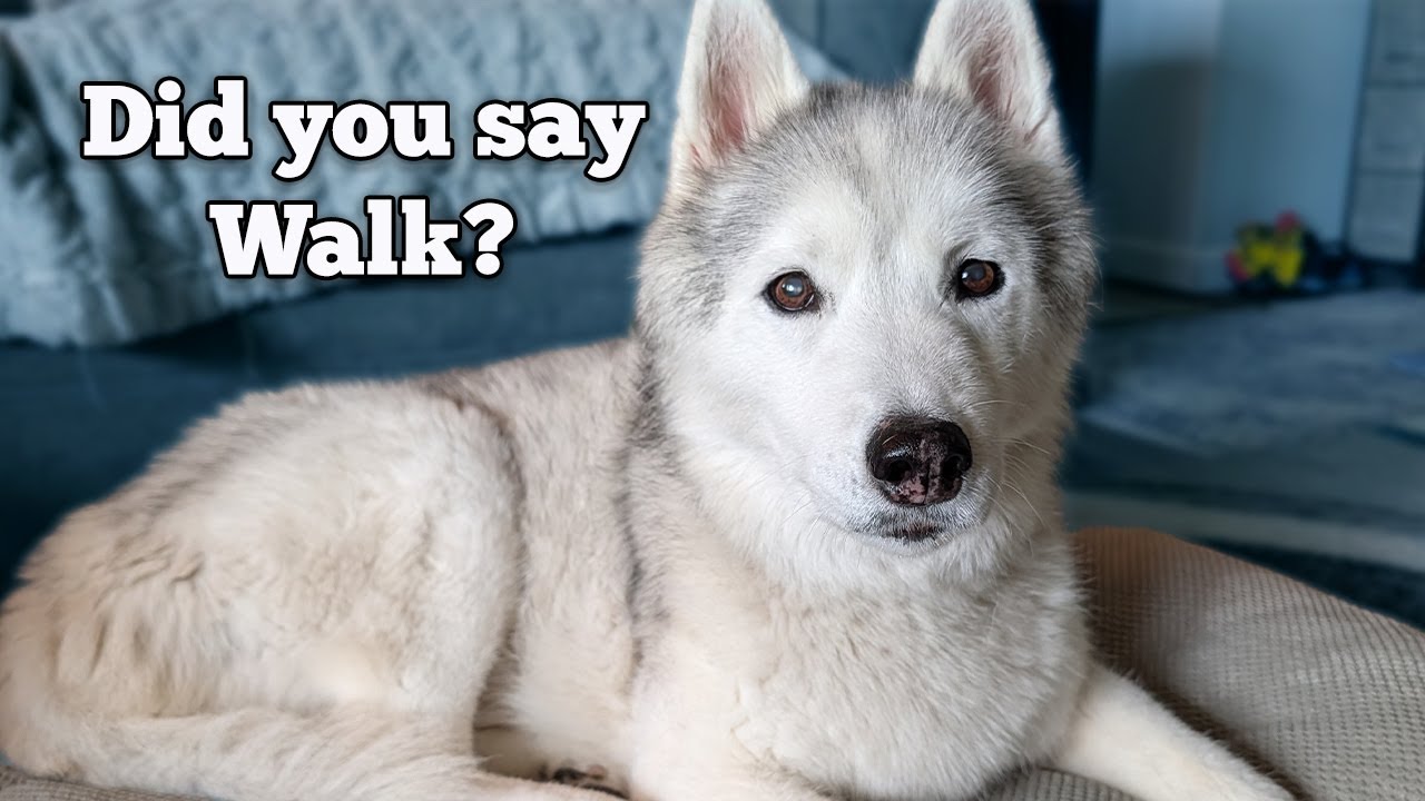 A Special Solo Walk for Our Sweet Senior Husky, Memphis ️ - YouTube