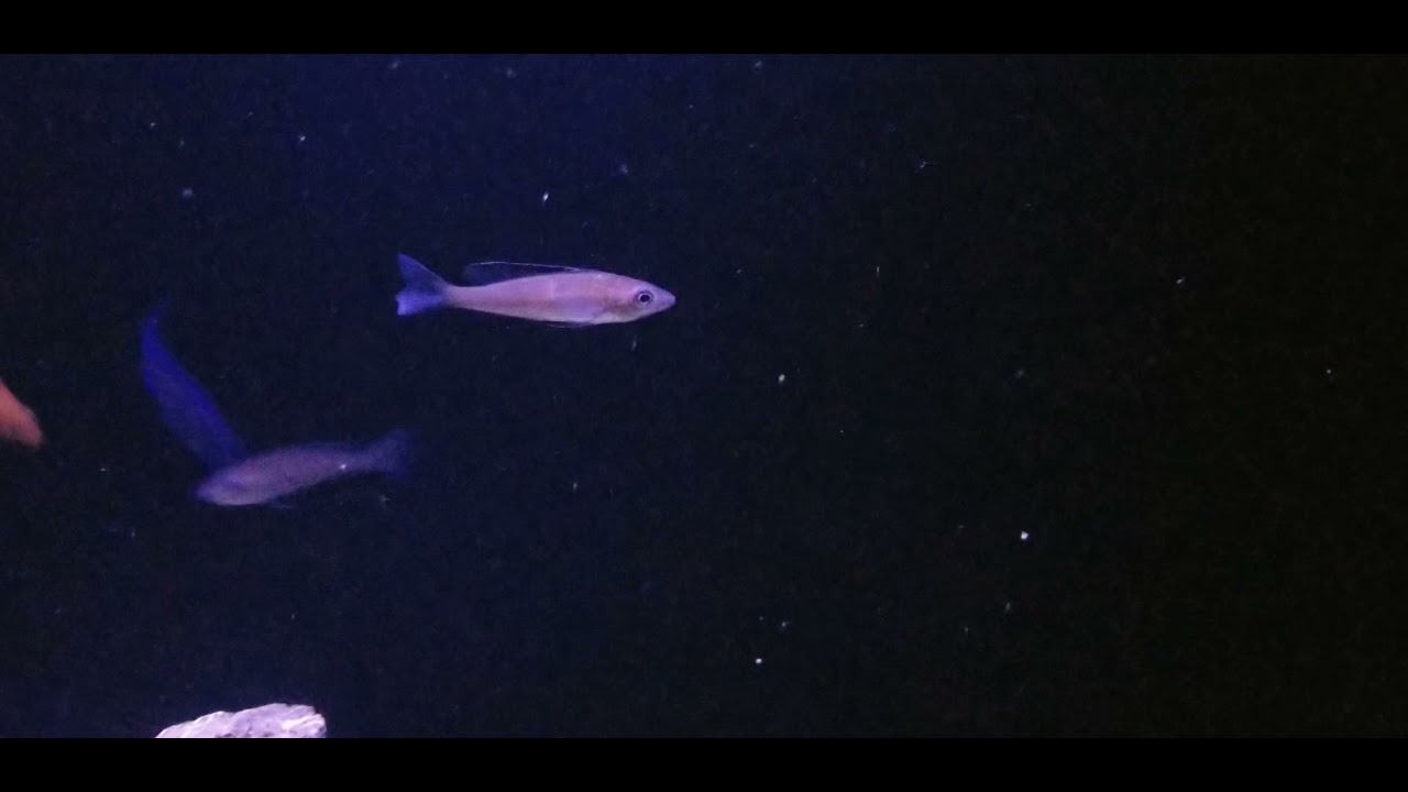 Cyprichromis microlepidotus karilani - YouTube