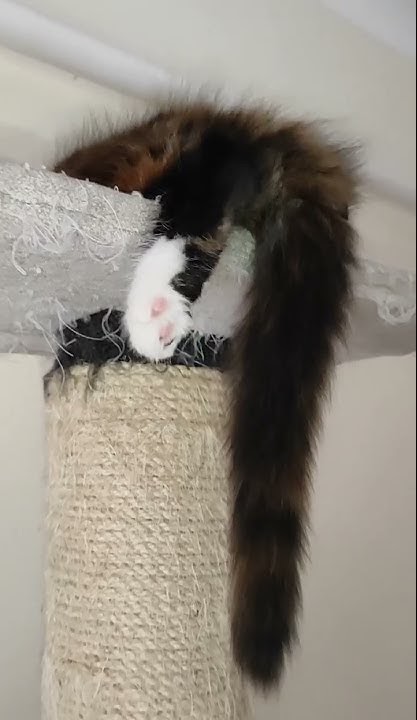 Maine Coon Cat Sleeping Youtube