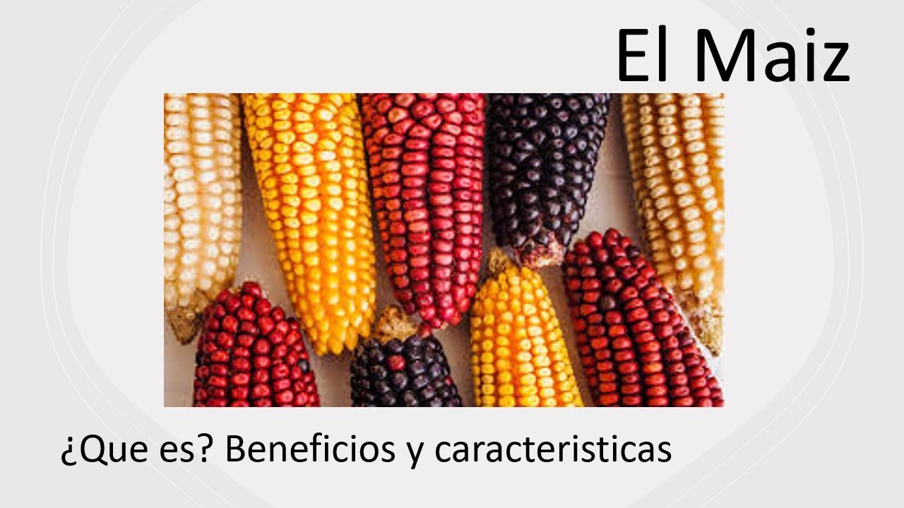 El Maiz ¿que es? sus beneficios y caracteristicas - YouTube