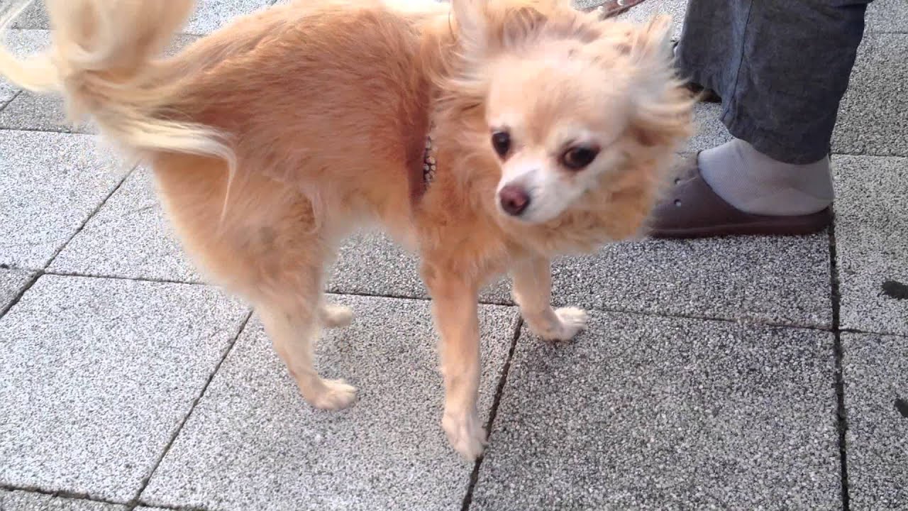 TWO FACED JAPANESE DOG - YouTube