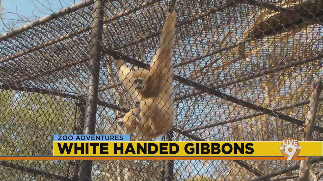 Jackson Zoo Adventures: White Handed Gibbons - YouTube