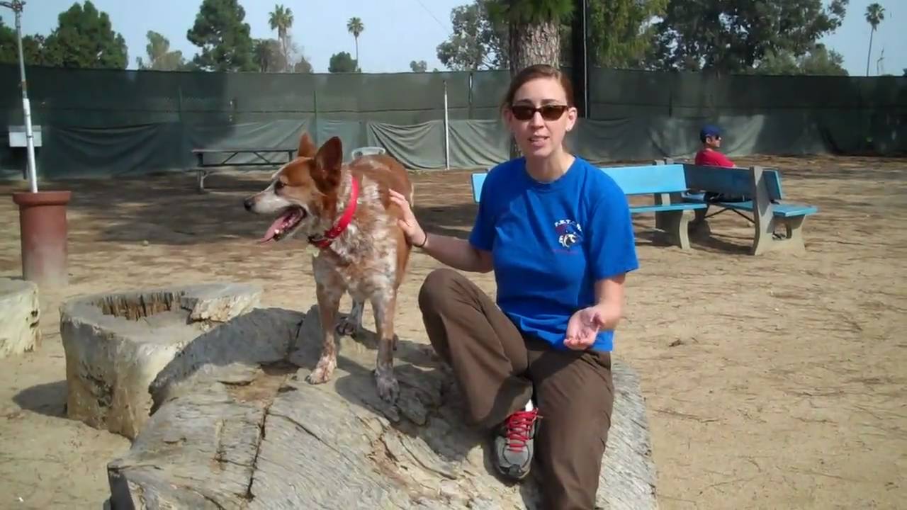 Dog Park Trifecta.mp4 - YouTube