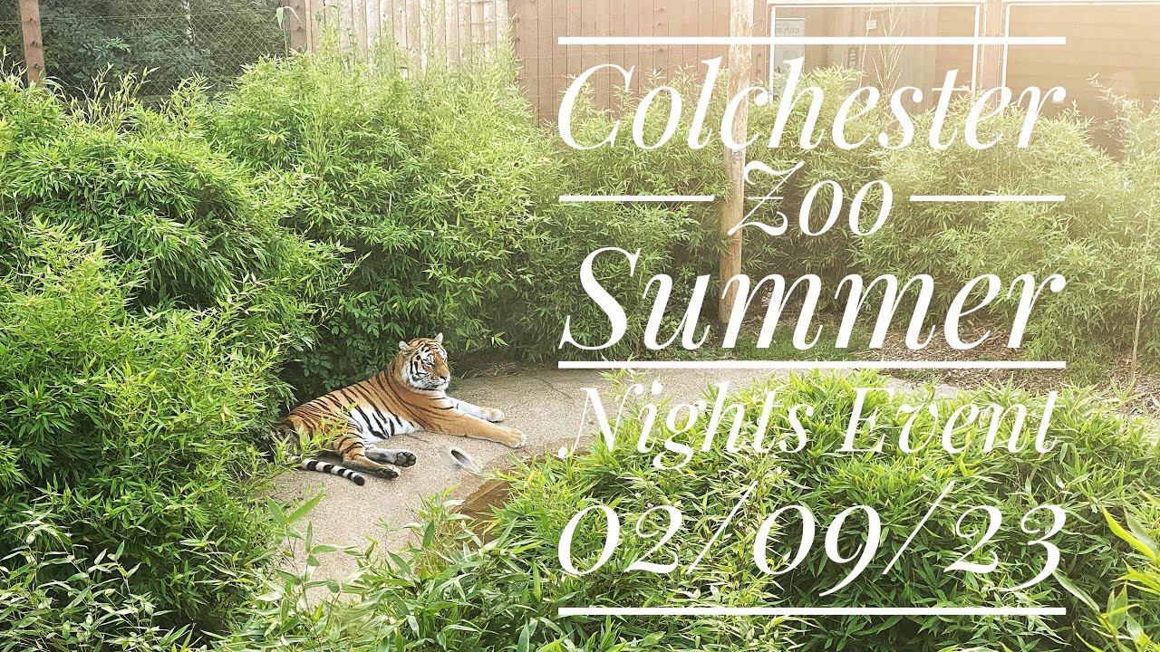 Summer Nights” at Colchester Zoo - September 2023 - YouTube