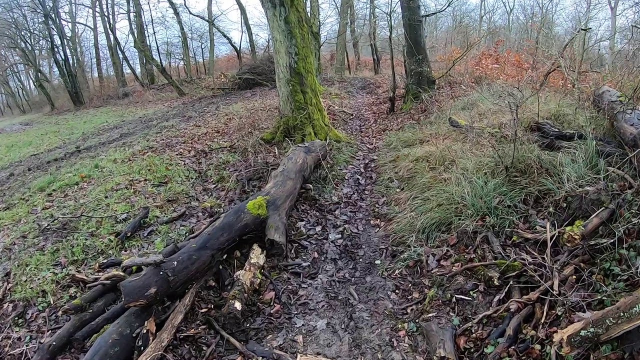 Forest walk - Marche en forêt - YouTube