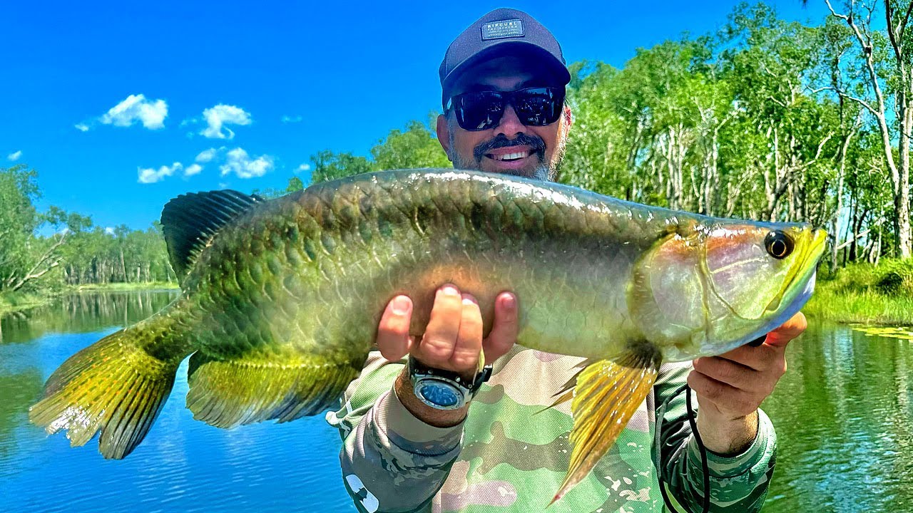 Fishing for Saratoga on Surface in Northern Australia - YouTube