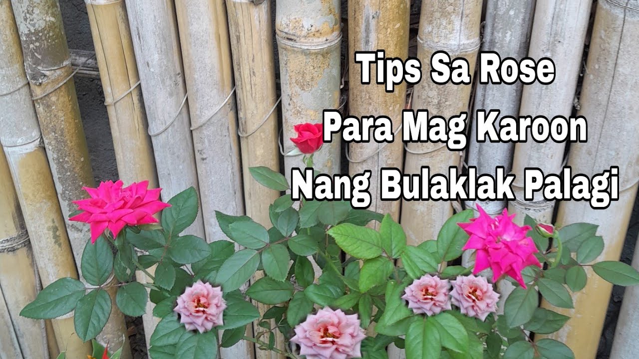 Rose Care Tips /Gawin mulang itong paraan para laging may bulaklak ang ...
