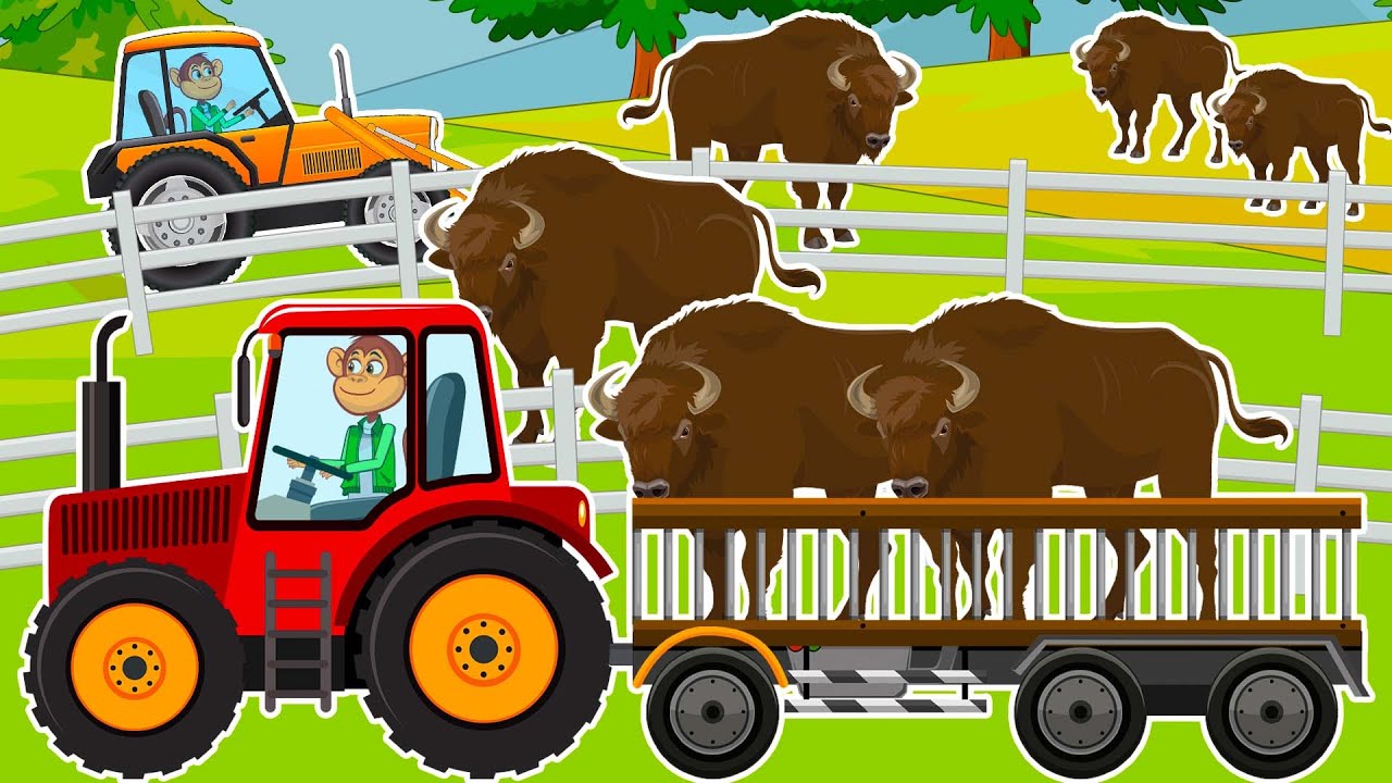 How Farmers Raise And Transport Giant Highland Cows - Farming Giant ...