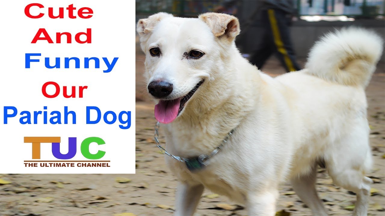 Funny and Cute Reaction Of Our Pariah Dog After Bath | Funny Dog | The ...