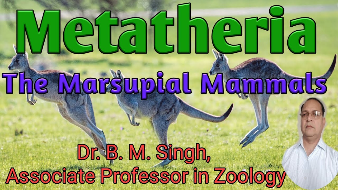 Metatheria: The Marsupial Mammals - YouTube
