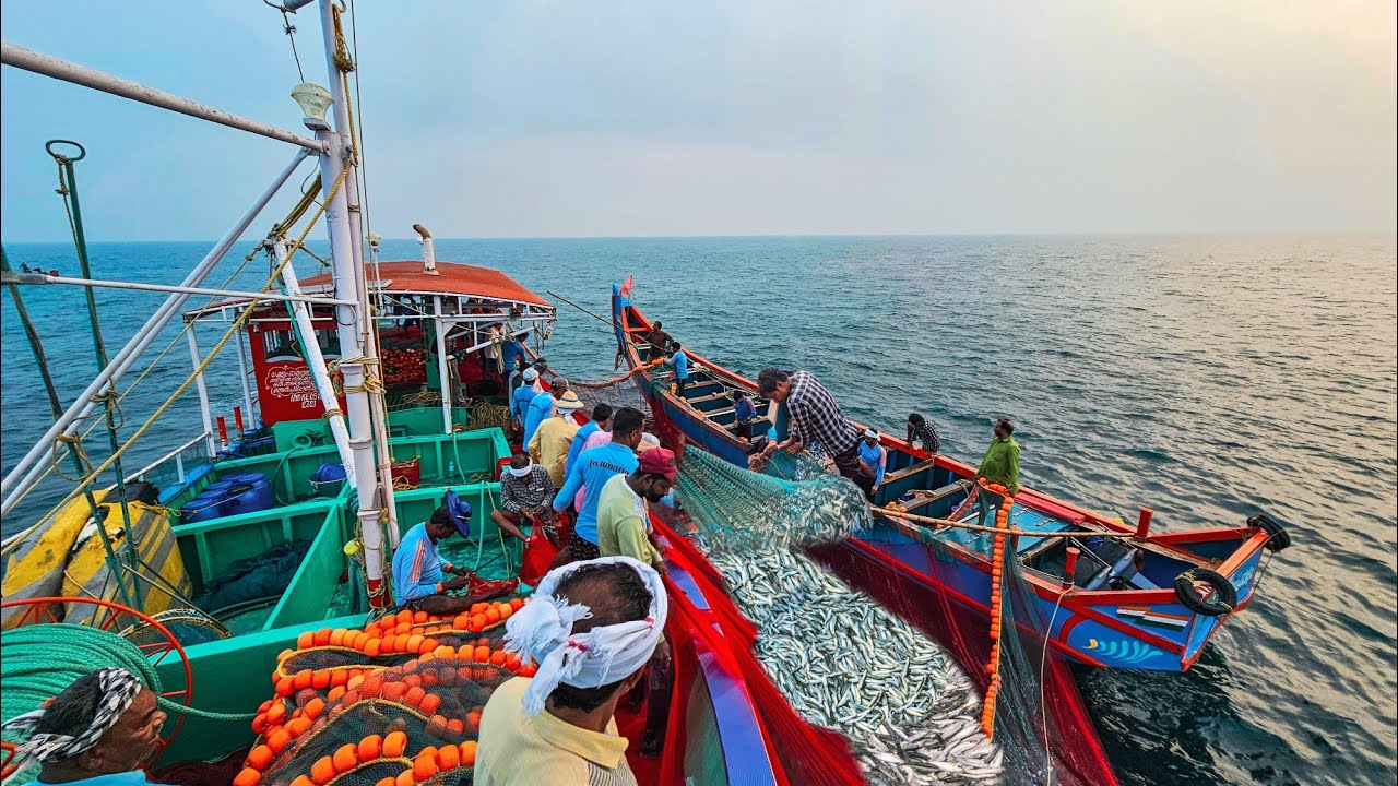 Top 5 Secrets Kerala Fishermen Use to Catch Massive Sardines Daily ...