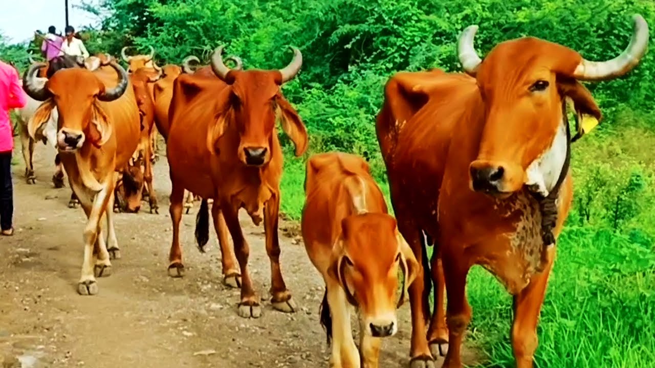 gir cow gaushala || Calfs Drink milk of Gir cows|| Village Life in ...