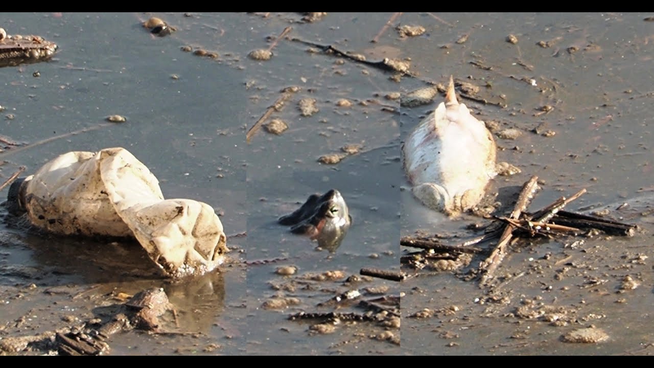 1130710 Brazil turtle eating dead mullet at Cheng-Kun bridge,Keelung ...