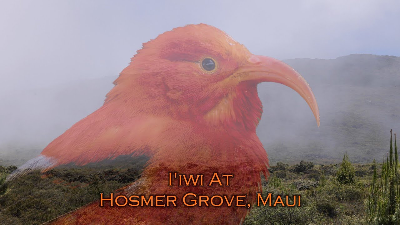 ʻIʻiwi in the Forest: Rare Footage of Maui’s Scarlet Honeycreeper | 4K ...