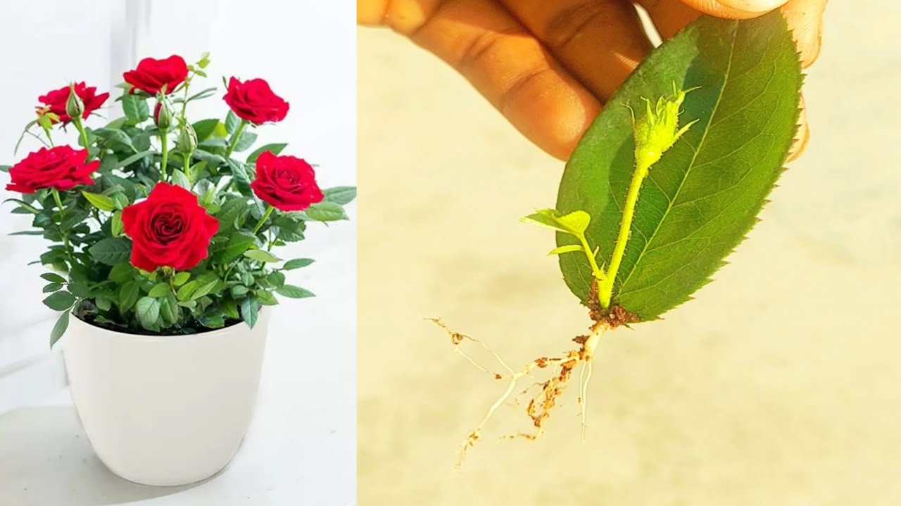How To Grow Rose Plants From Leaves || Try Planting Roses Leaves - YouTube