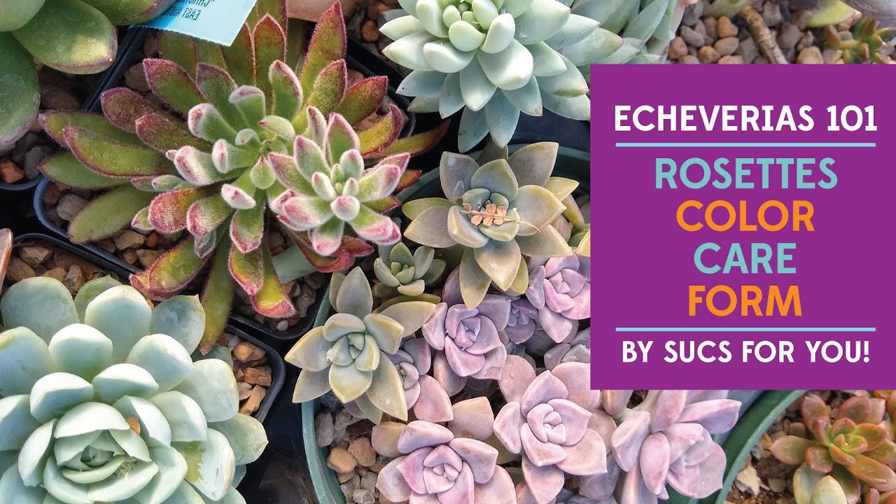Echeverias and Rosettes 101: Color, Care, and Form - YouTube