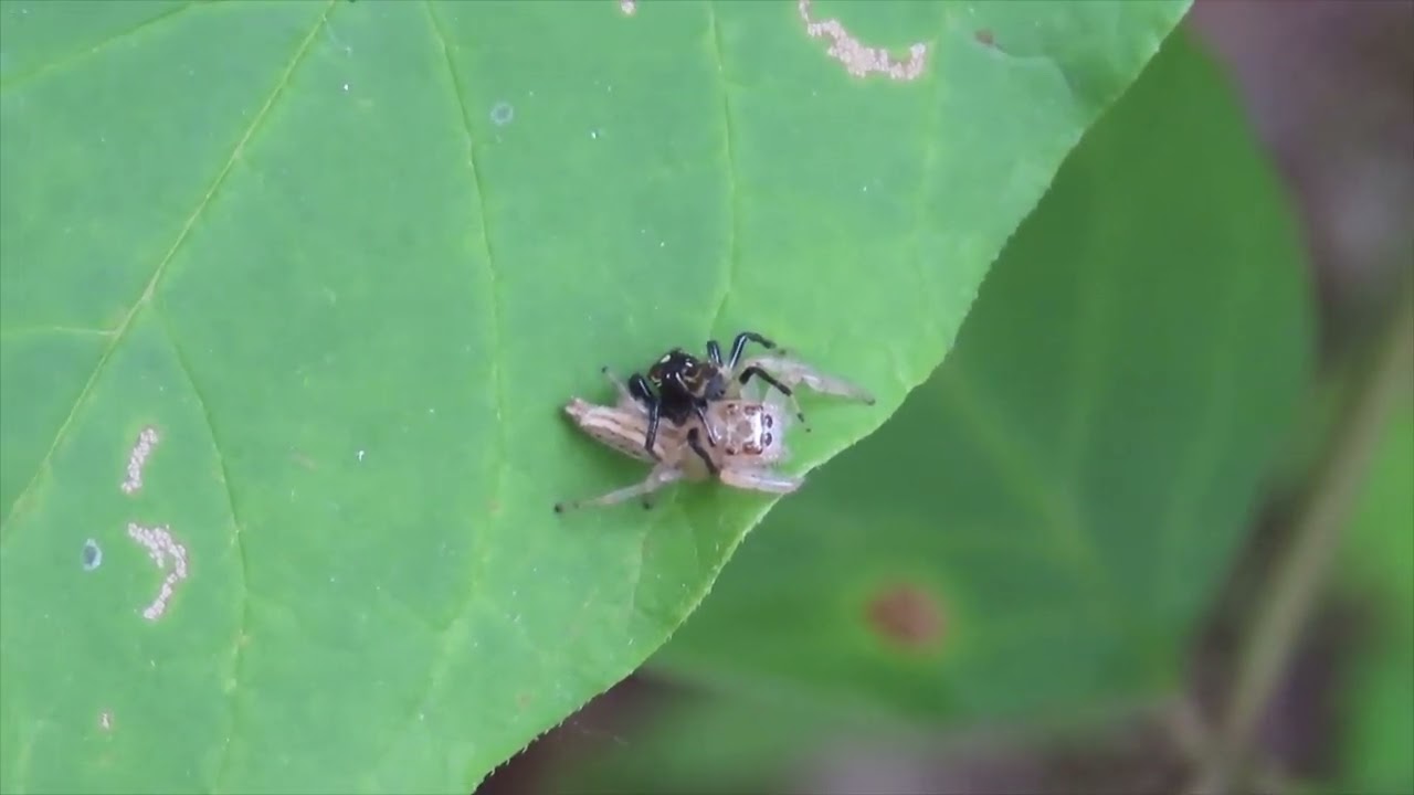 Jumping Spider mating behavior - YouTube