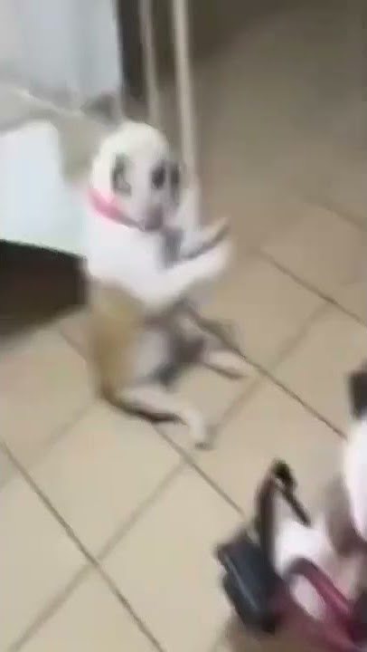 abuela le canta a perro y el perro baila - YouTube
