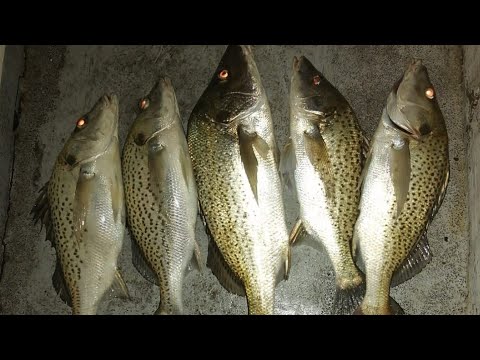 NIGHT fishing Durban harbour for fiesty GRUNTER - YouTube